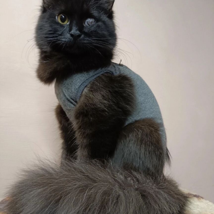 Чудесная кошечка Ники в дар