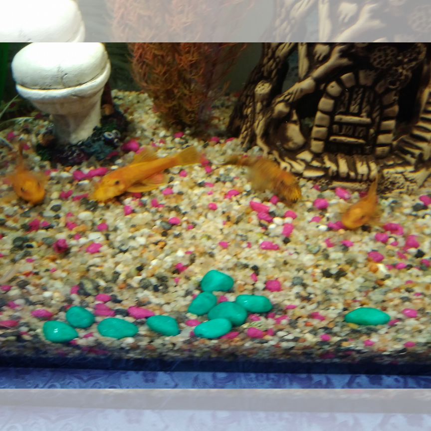 Анциструс Супер Ред