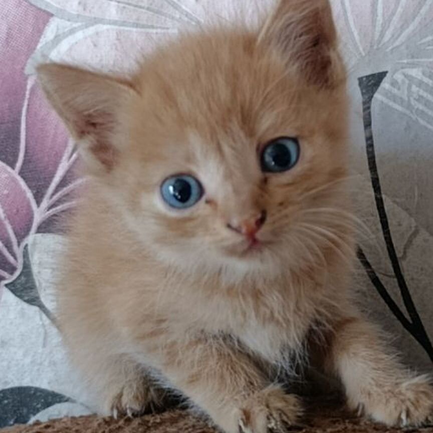 Сибирский котёнок