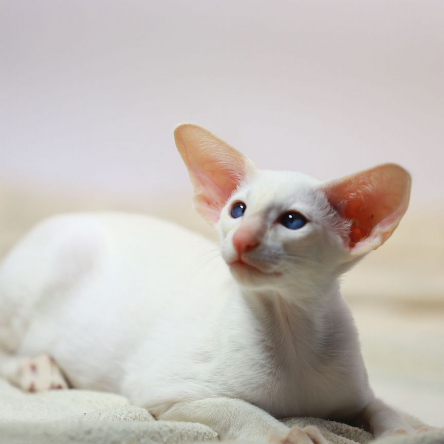 Ориентальные котята