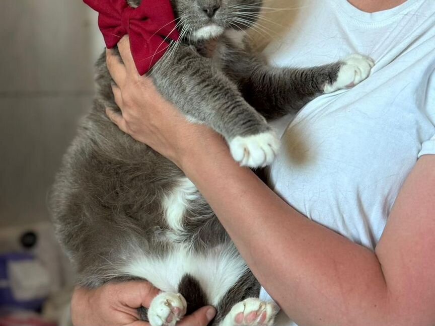 Бывшедомашний котик в приюте в ожидани своей семьи