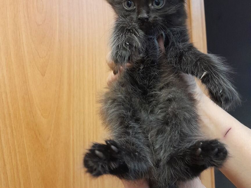 Черный котенок девочка 1,5мес