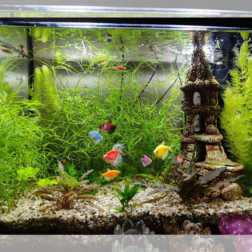 Растения для аквариума