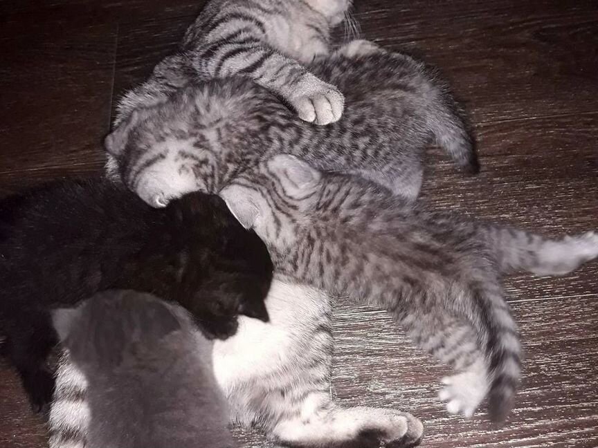 Шотландские вислоухие котята