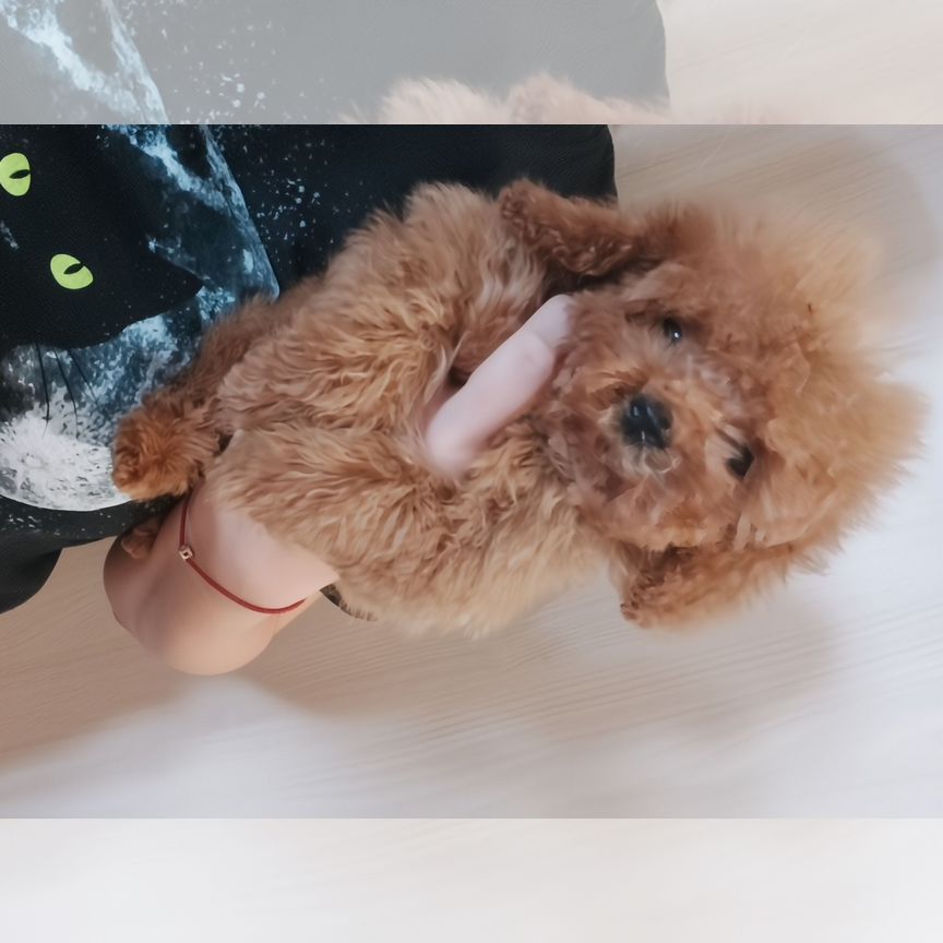 Той-пудель, щенок