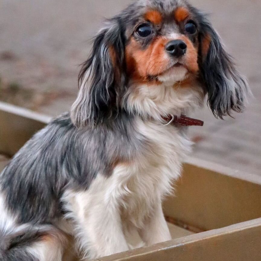 Кавалер кинг-чарльз-спаниель, щенок