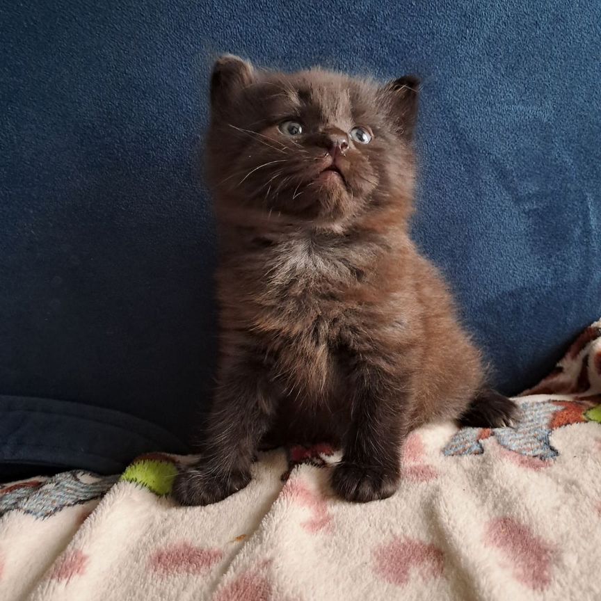Милая кошечка 1 месяц