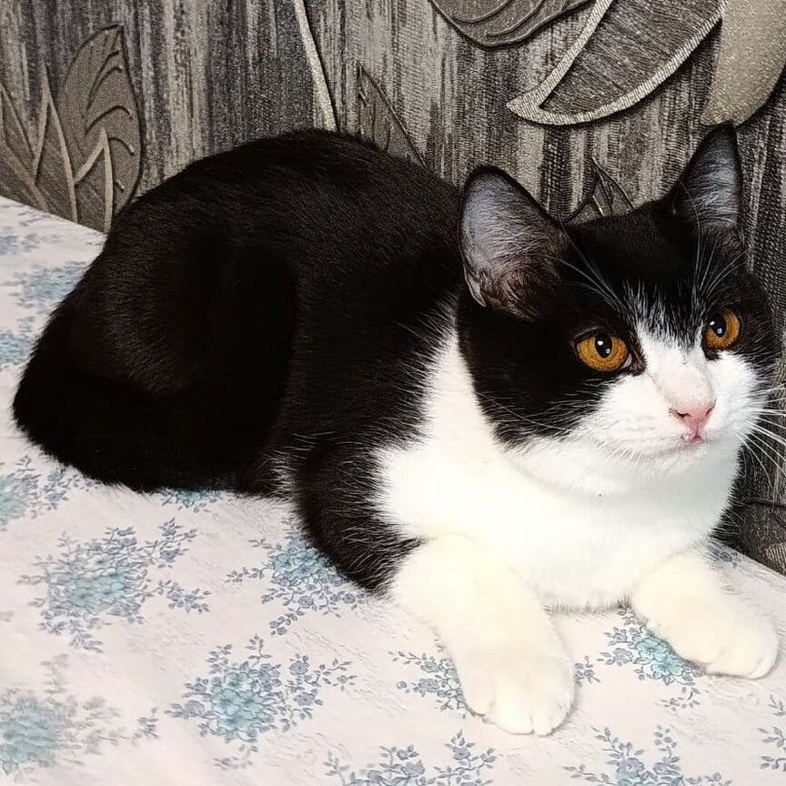 Котенок в добрые руки