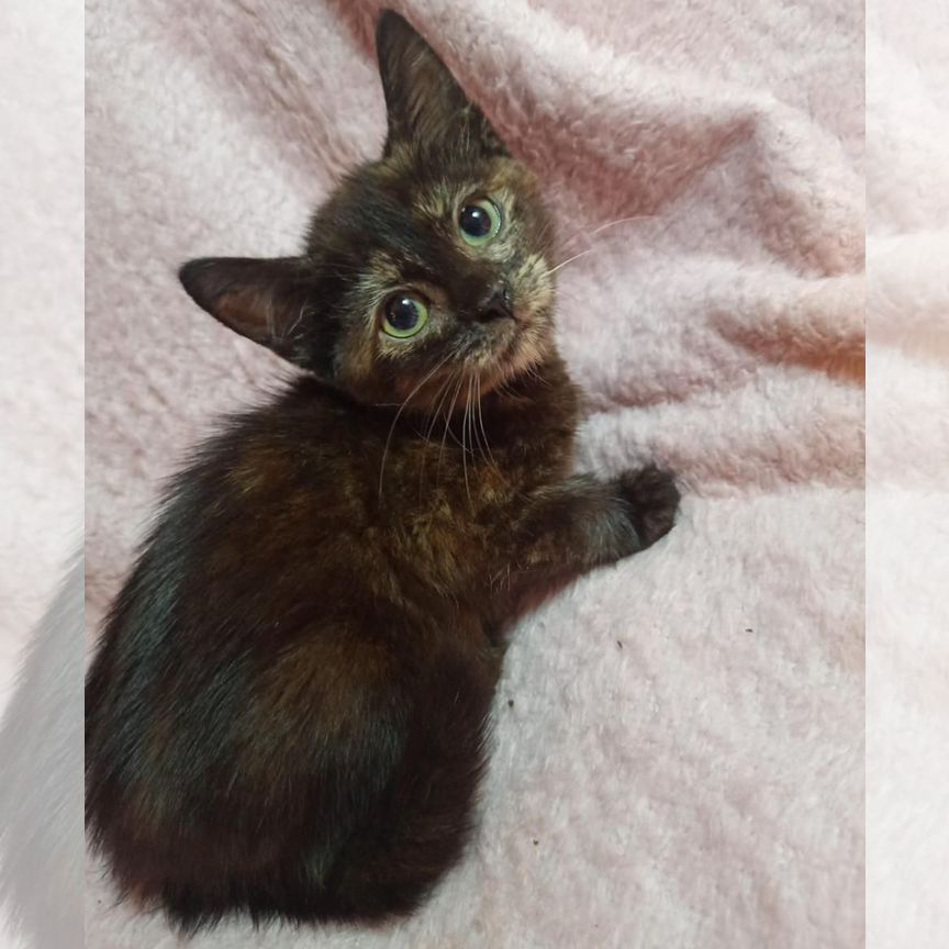 Котенок Афина