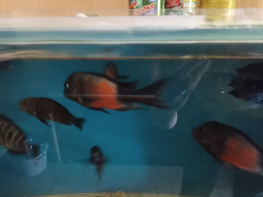 Аквариумные рыбки. Трофеус Бембо. Стая