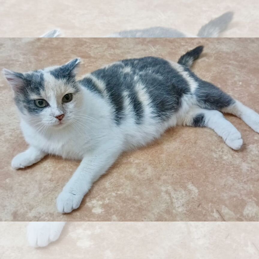 Взрослая кошка от частного владельца