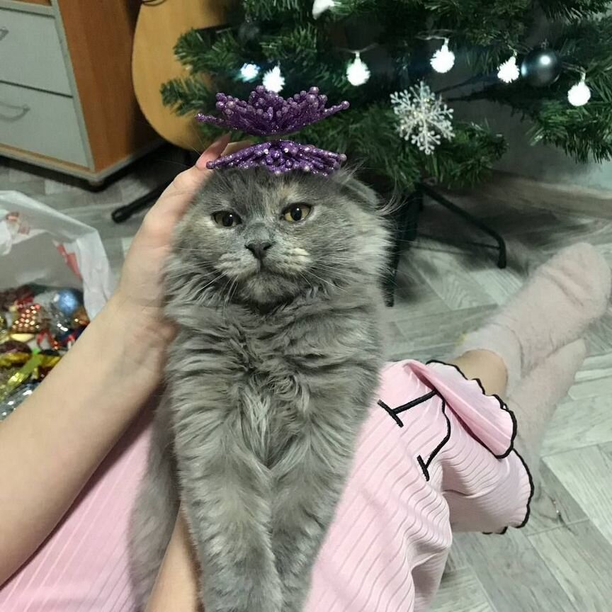 Принцесса ищет принца на белом лотке