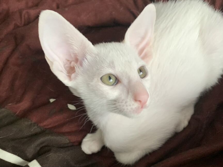 Ориентальные котята
