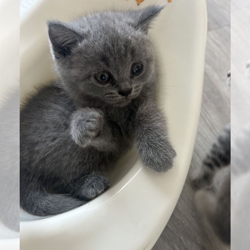 Шотландский прямоухий короткошёрстный котёнок