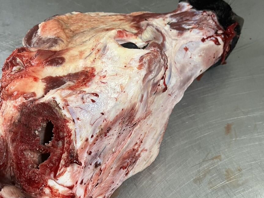 Головы говяжьи