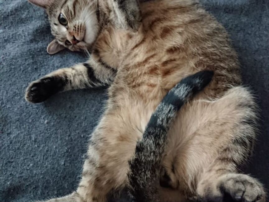 Кошка