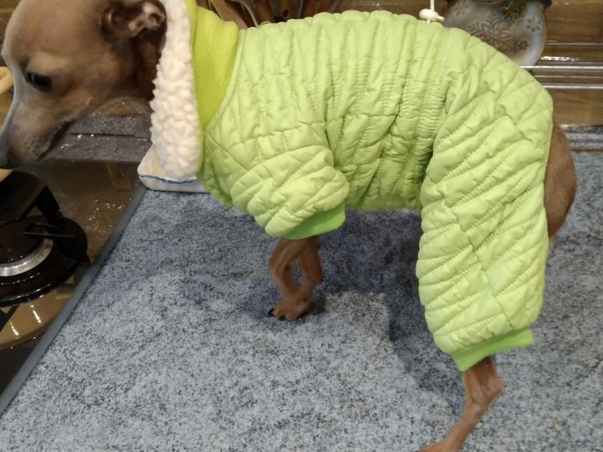 Зимний комбинезон для маленькой собачки