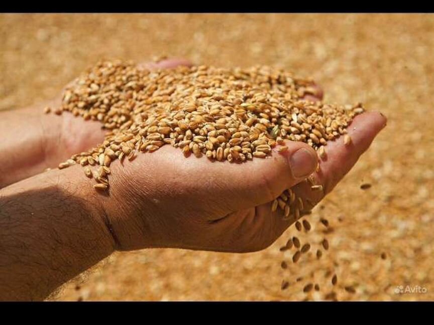 Зерносмесь пшеница ячмень