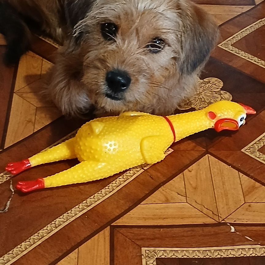 Отдам в добрые руки