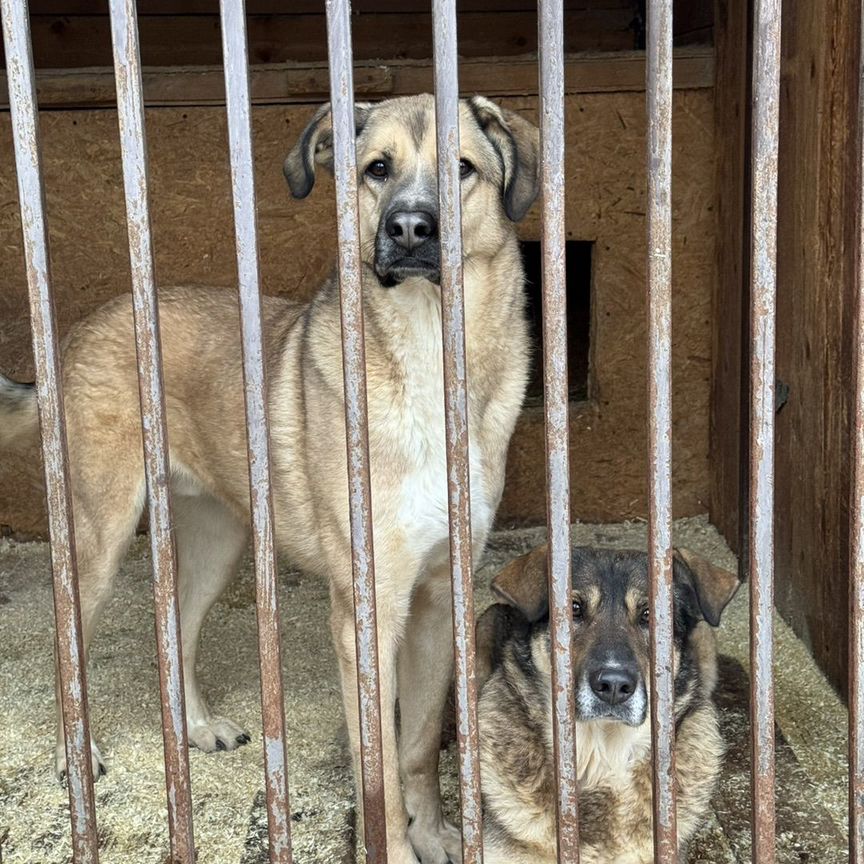 Собаки боятся остаться одни