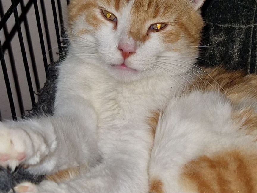 Кот с сво ищет дом