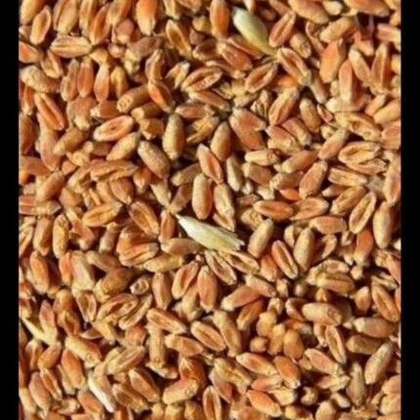 Зерно пшеница