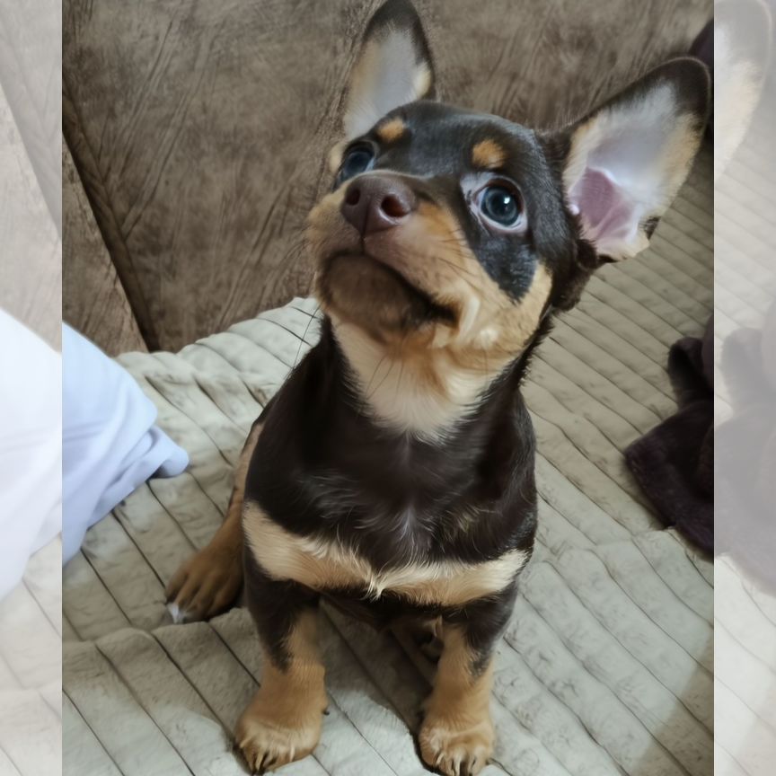 Русский той-терьер, щенок