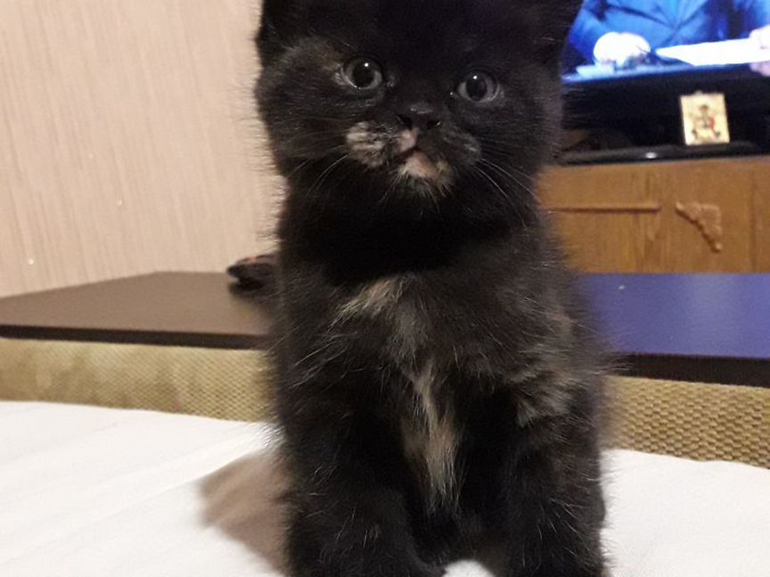 Черный котенок бесплатно