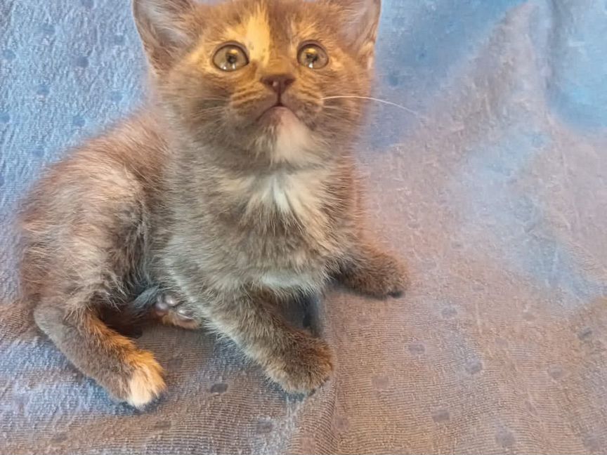 Куколка Котенок Шейла ищет мам и пап