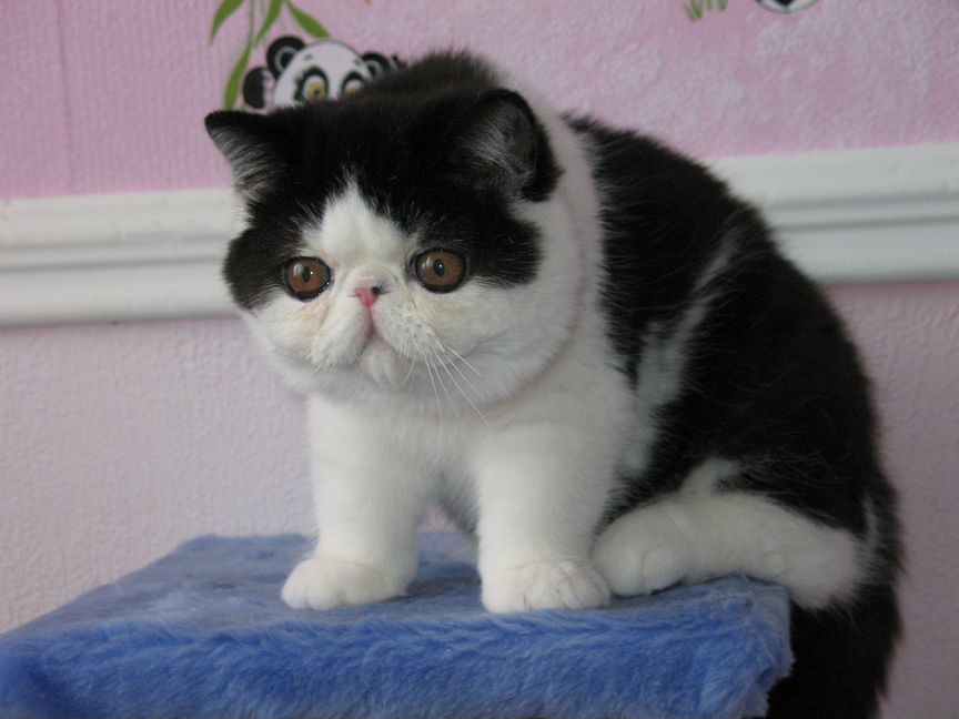 Котик черный биколор