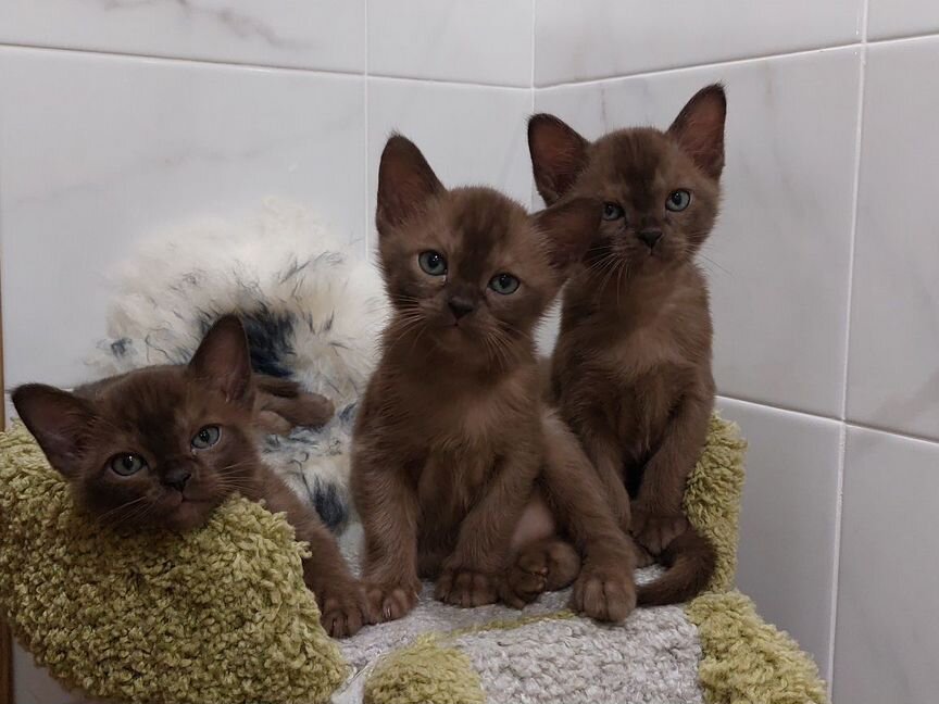 Бурманские котята