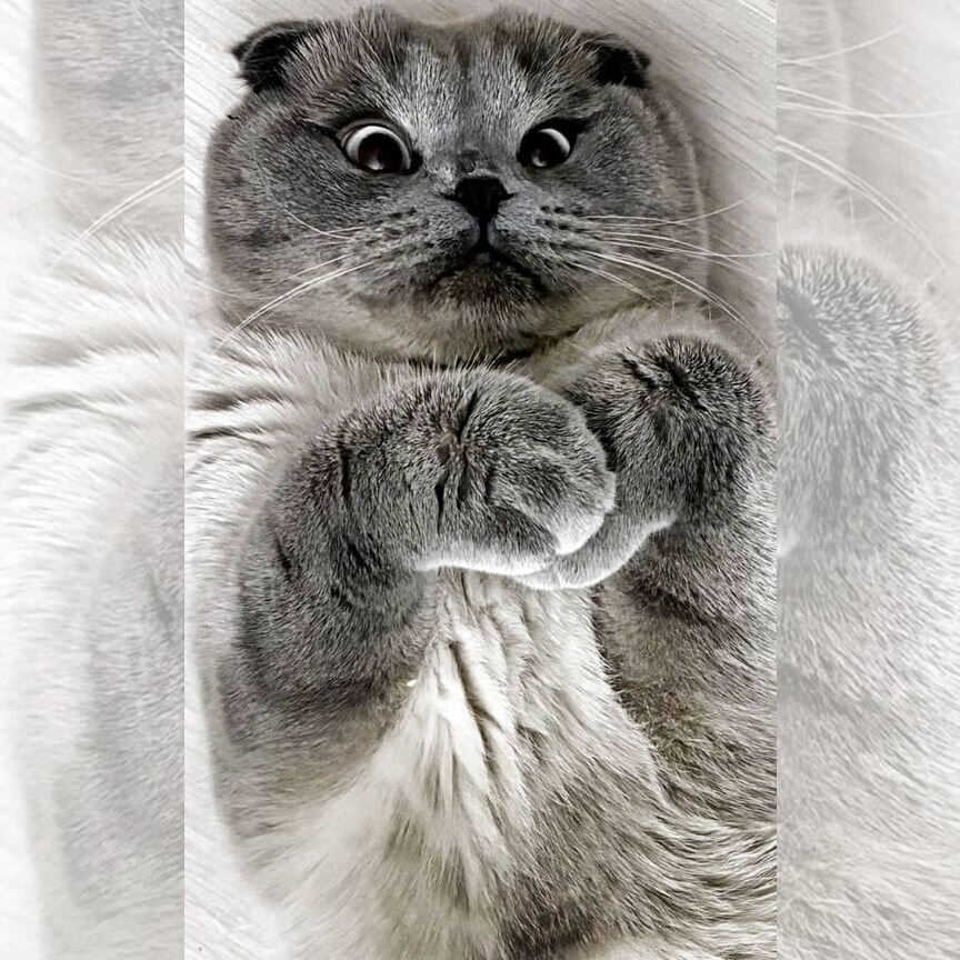Шотландский вислоухий короткошёрстный, взрослый кот