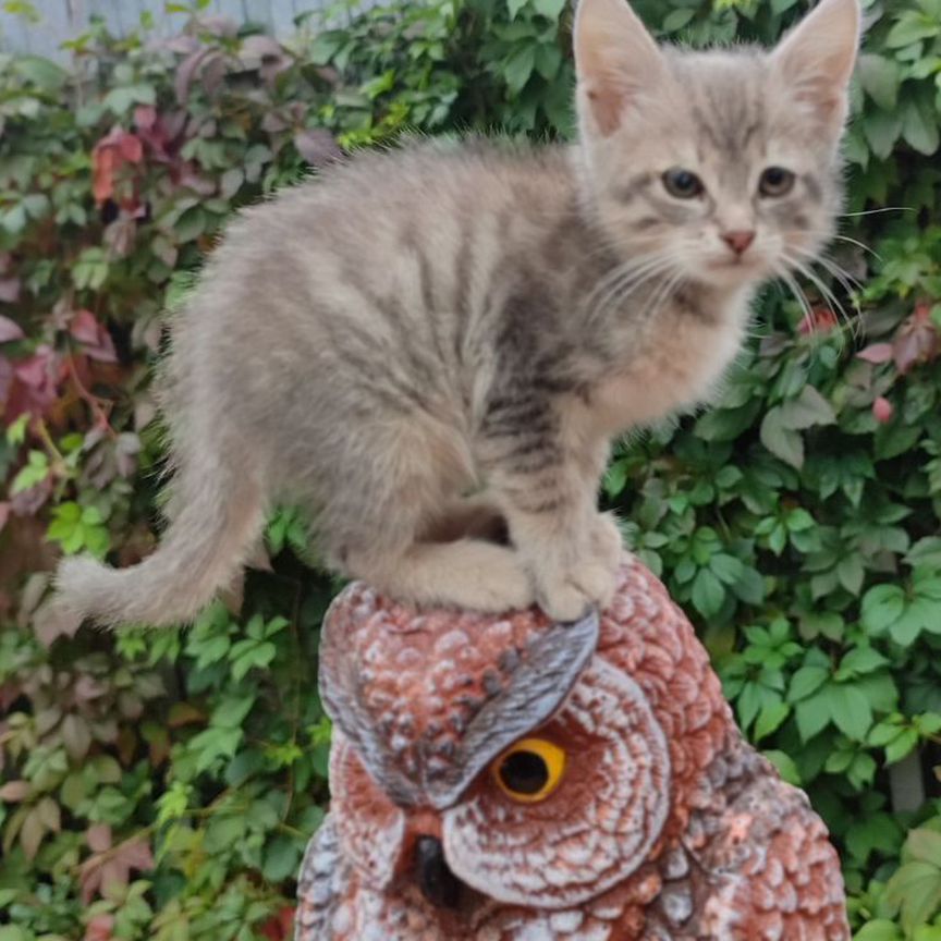 Кошечка маленькая в добрые руки