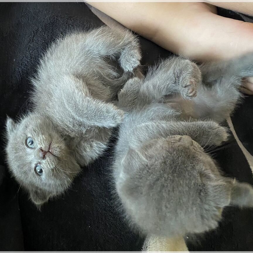 Британские котята