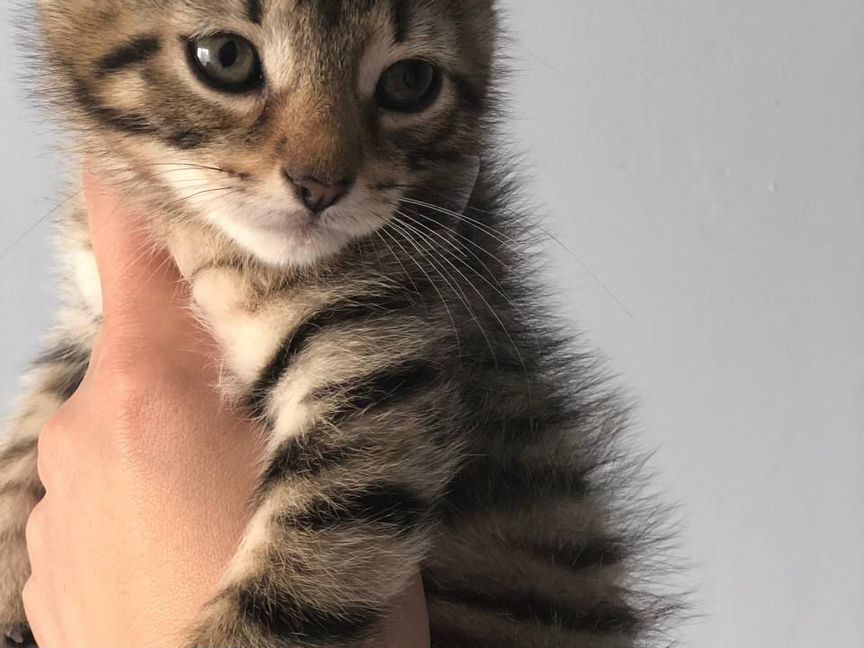 Котёнок Кексик