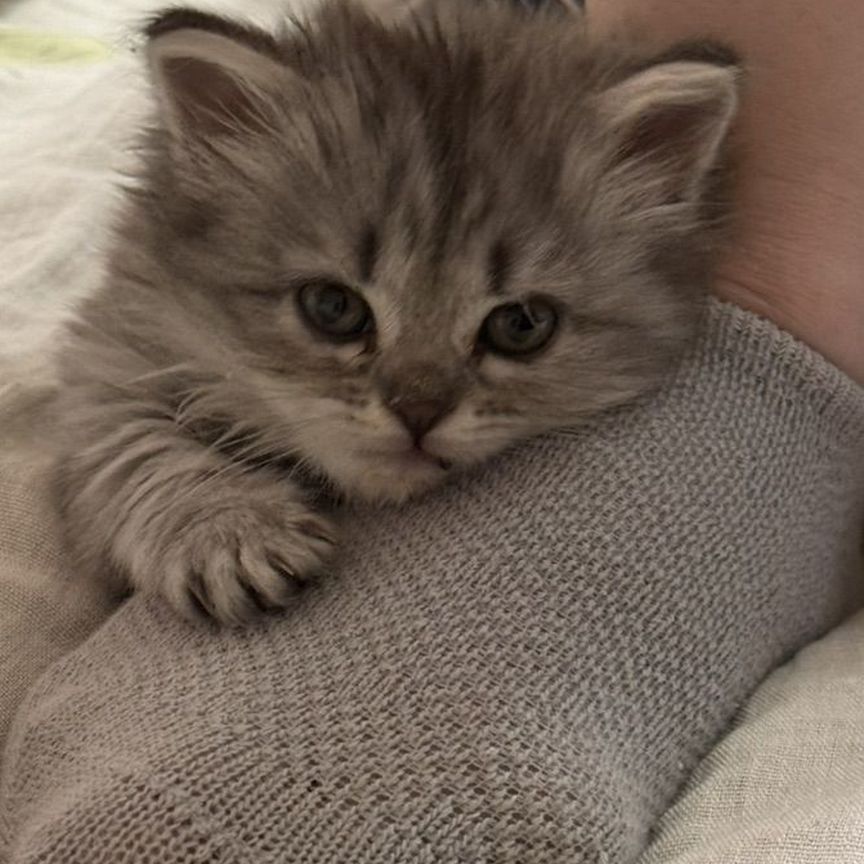 Шотландский прямоухий длинношёрстный котёнок