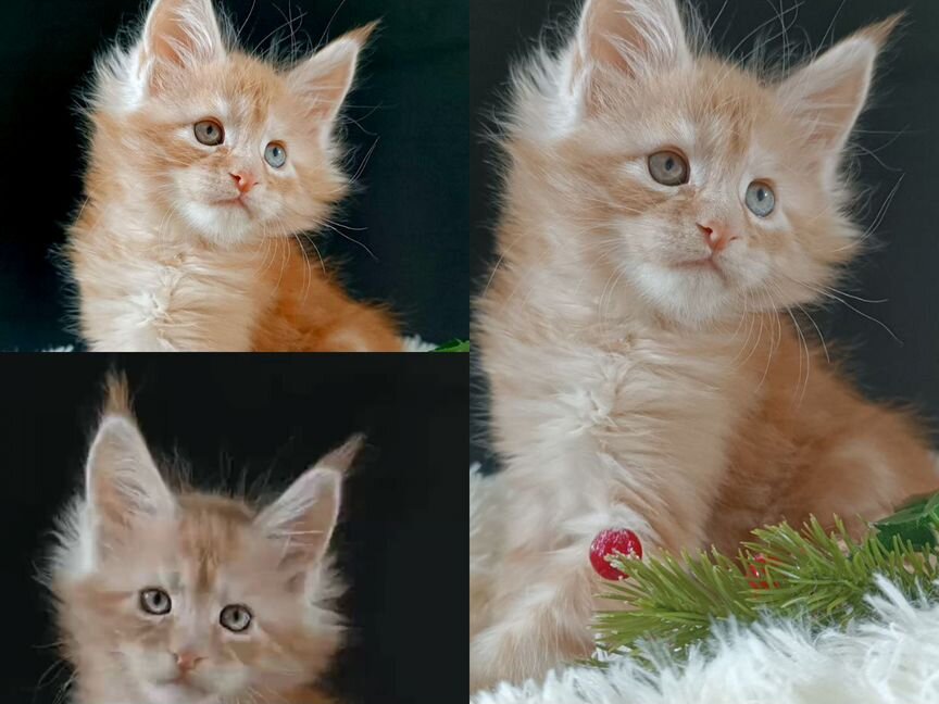 Серебрo котенок Мейн кун