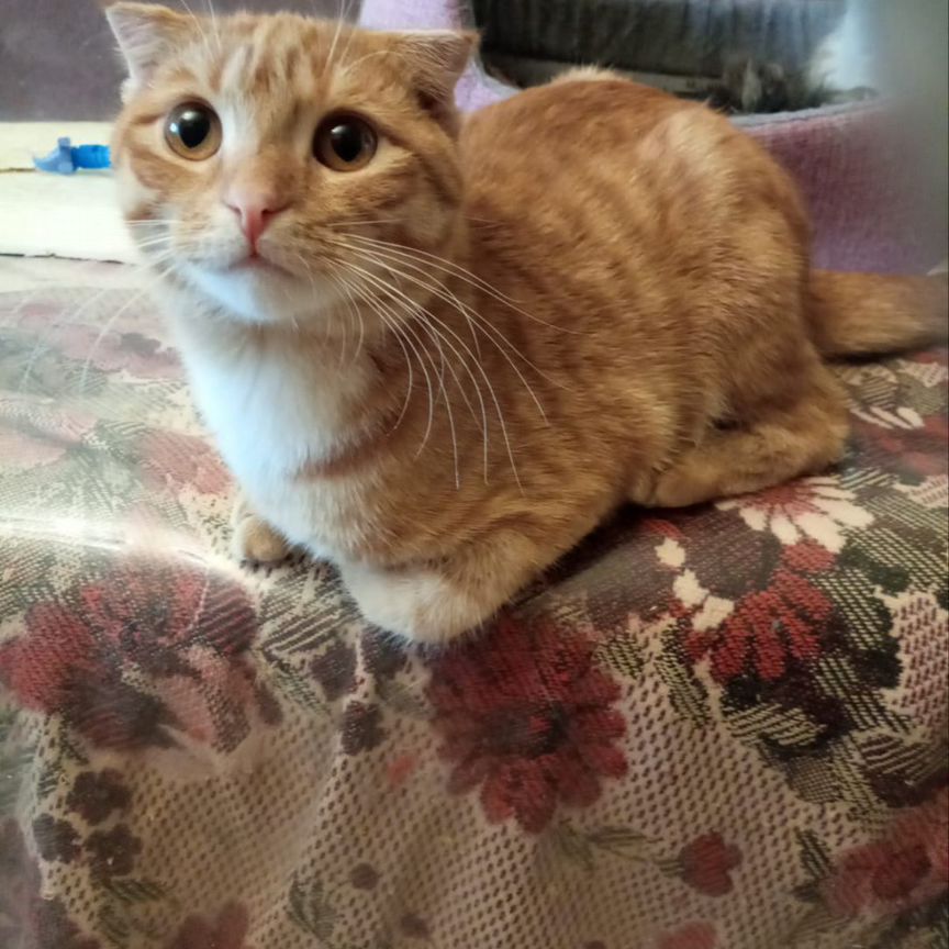 Рыжый котик вислоушка ищет дом