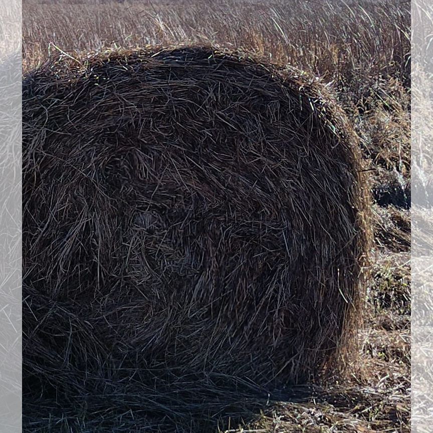 Продам сено в тюках и мешках. мясо