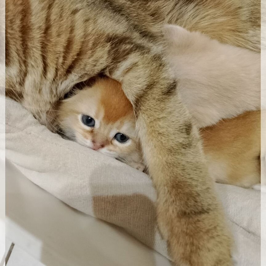 Шотландские вислоухие котята рыжие
