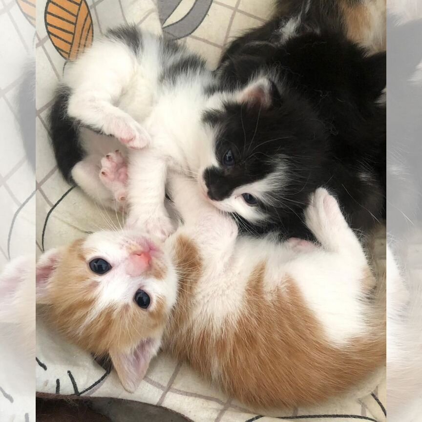 Котята в добрые руки бесплатно
