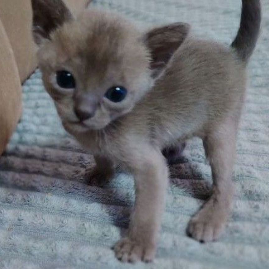 Европейский бурманский котёнок