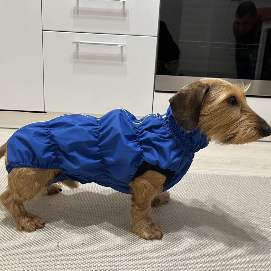 Жилет для таксы