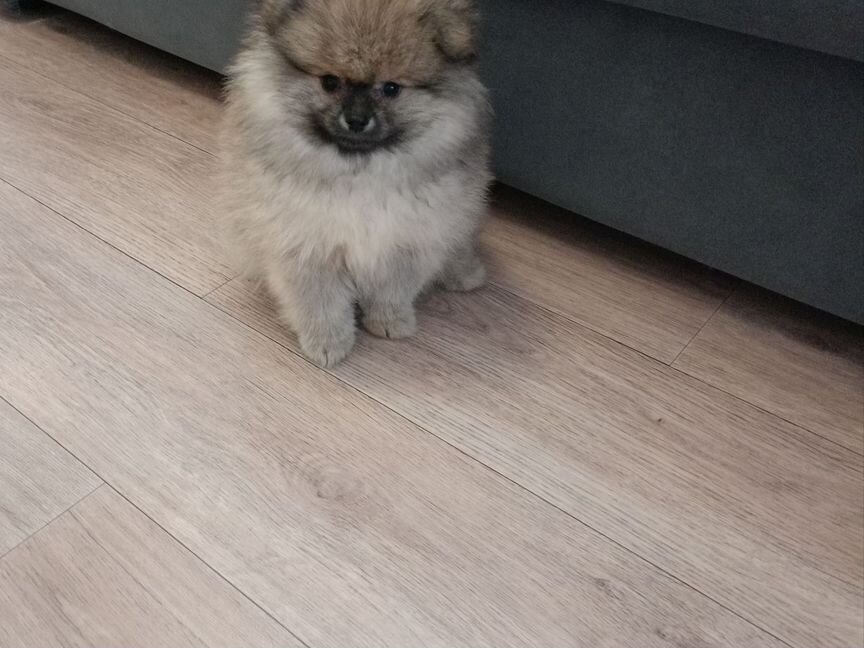 Щенки померанского шпица