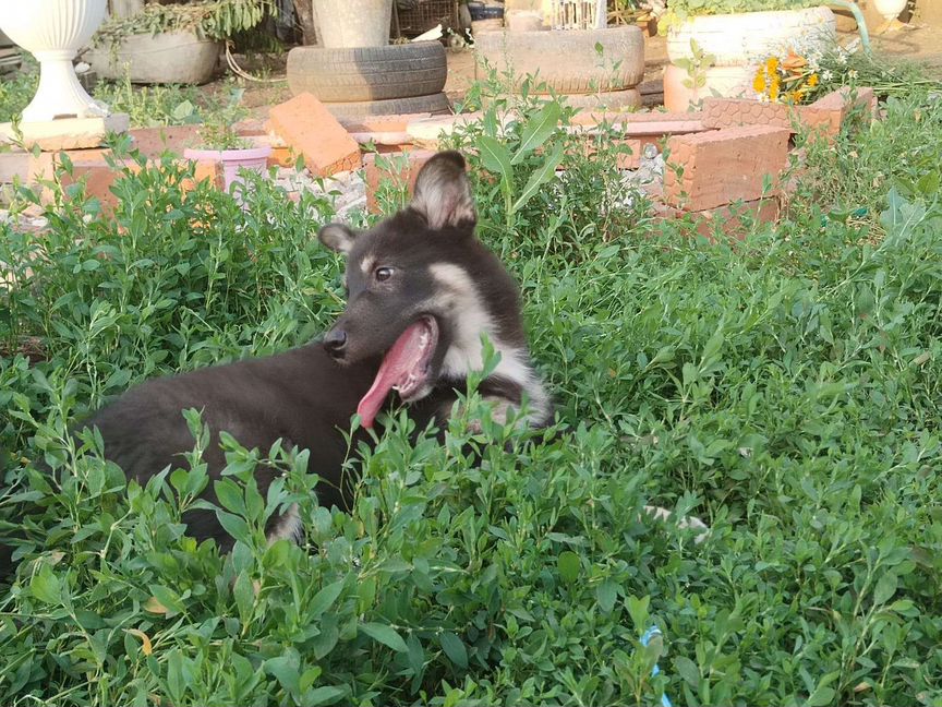 Два братика- щенка в добрые ручки