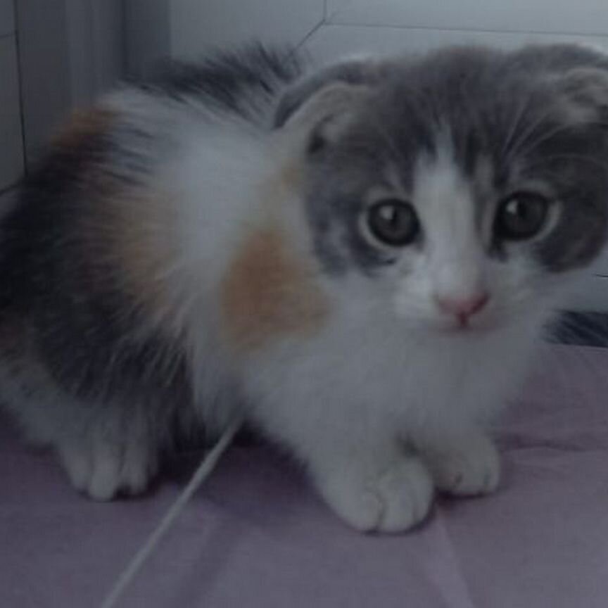 Котенок #2Девочка трехцветная вислоушка Мира