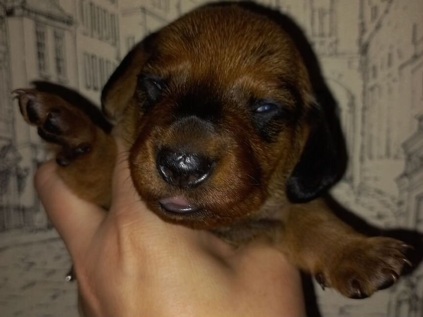 Щенок таксы девочка