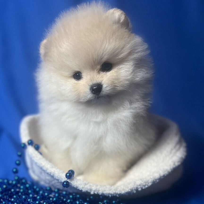 Померанский шпиц, щенок