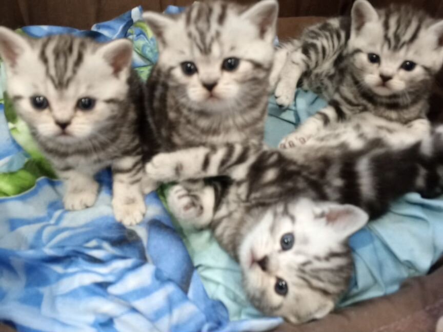 Шатланские котята