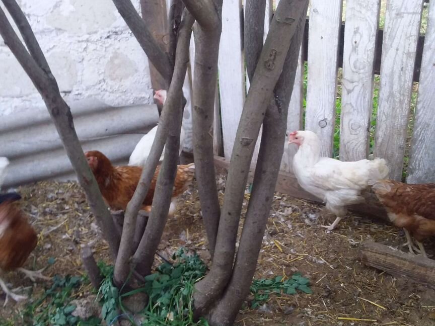 Куры несушки ломан браун